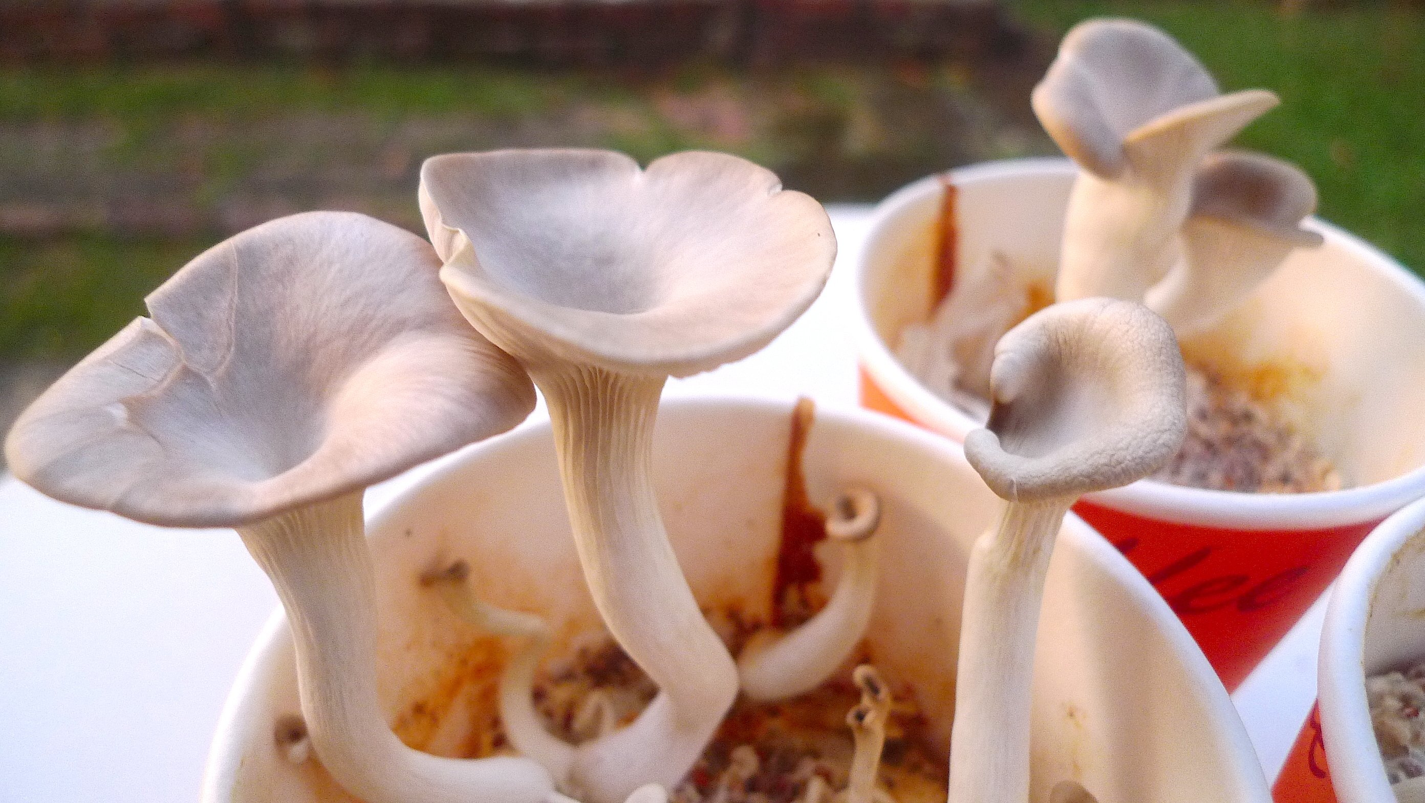 Growing Oyster Mushrooms In Singapore The Tender Gardener 9017