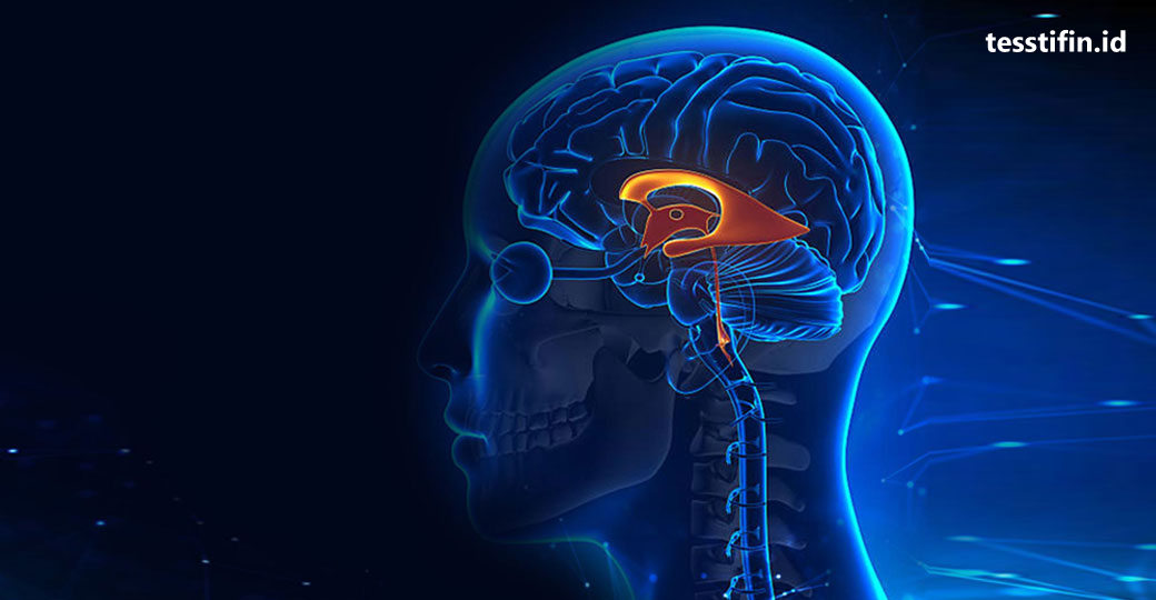 Konsep STIFIn | Struktur Otak, DNA | STIFIn Tes Kepribadian