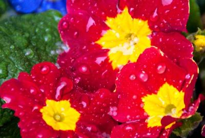How To Grow Polyanthus - Gardeners' Corner | Gardening Direct