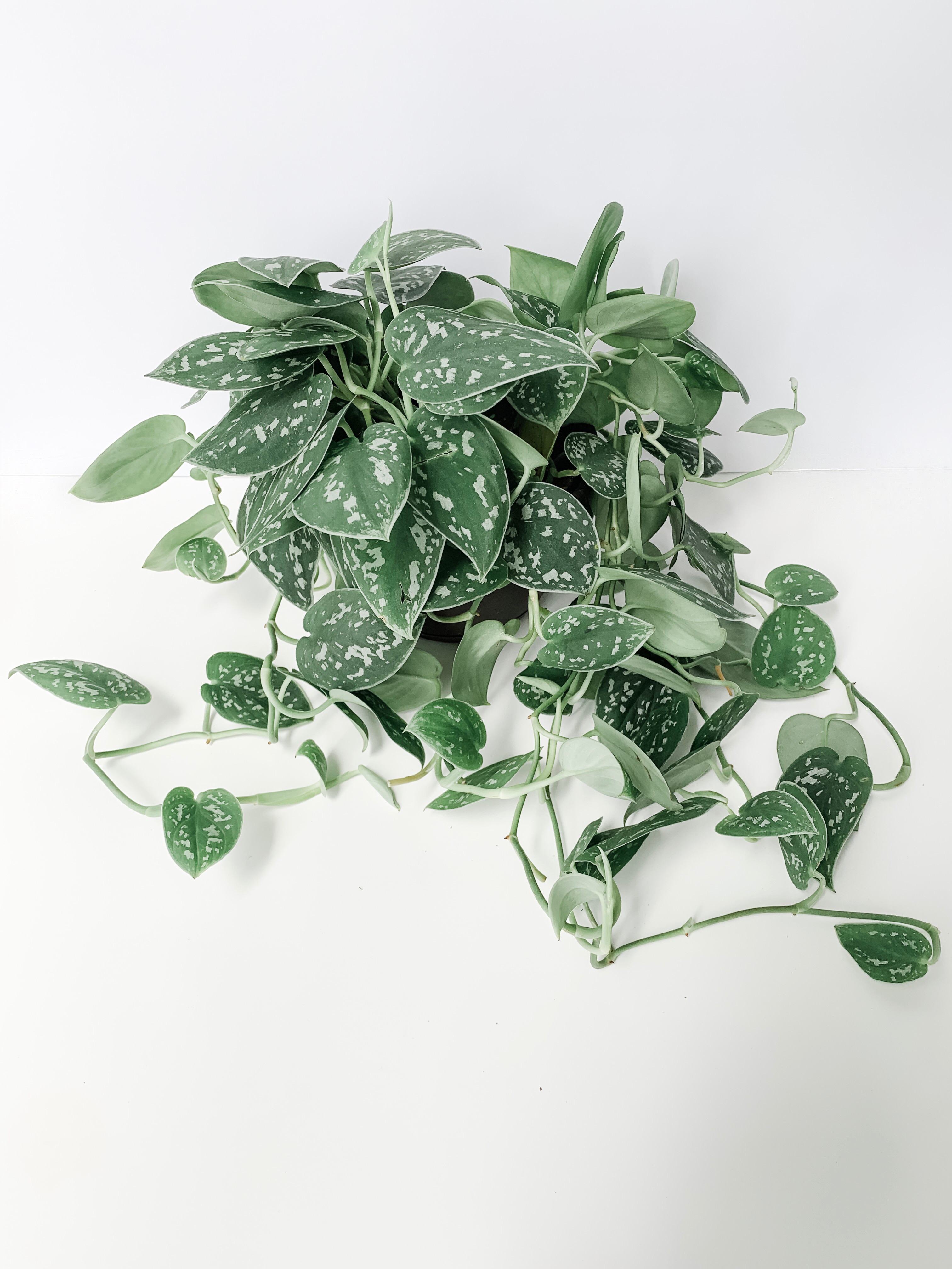 Silver Satin Pothos Plant - Brown Yellow Spots On Satin Pothos / The ...