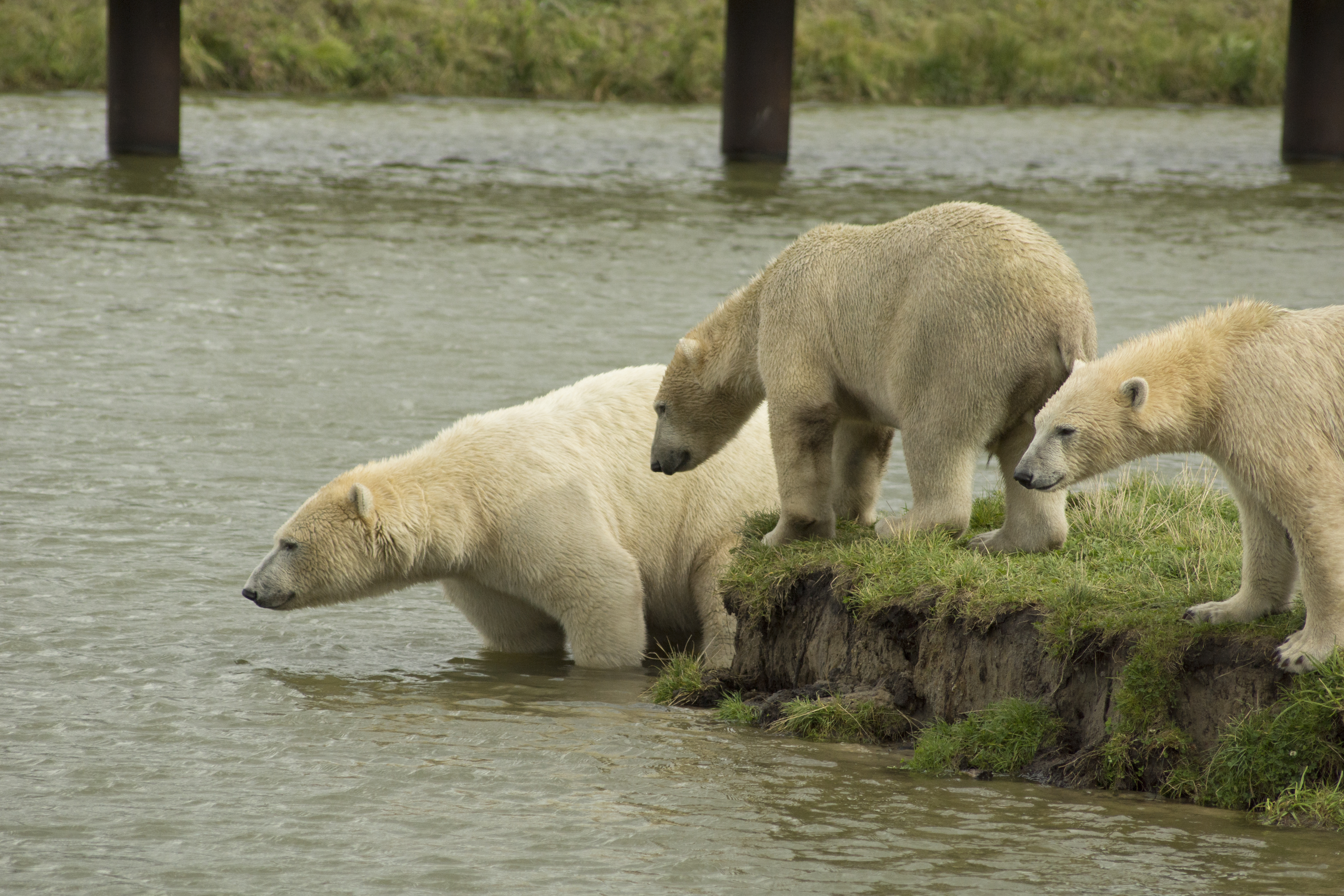 Polar bears in Denmark are living freely thanks to the Scandinavian ...