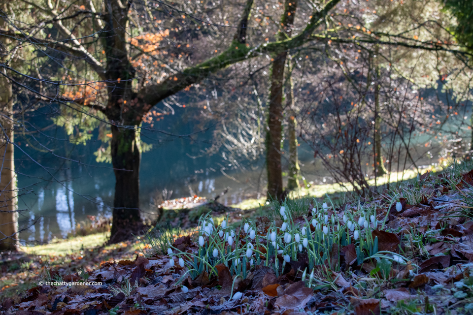 Snowdrops at Colesbourne Park - The Chatty Gardener