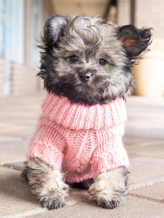 13 Things You Need to Know About Pomapoo Dogs Story - Thedogsnobs