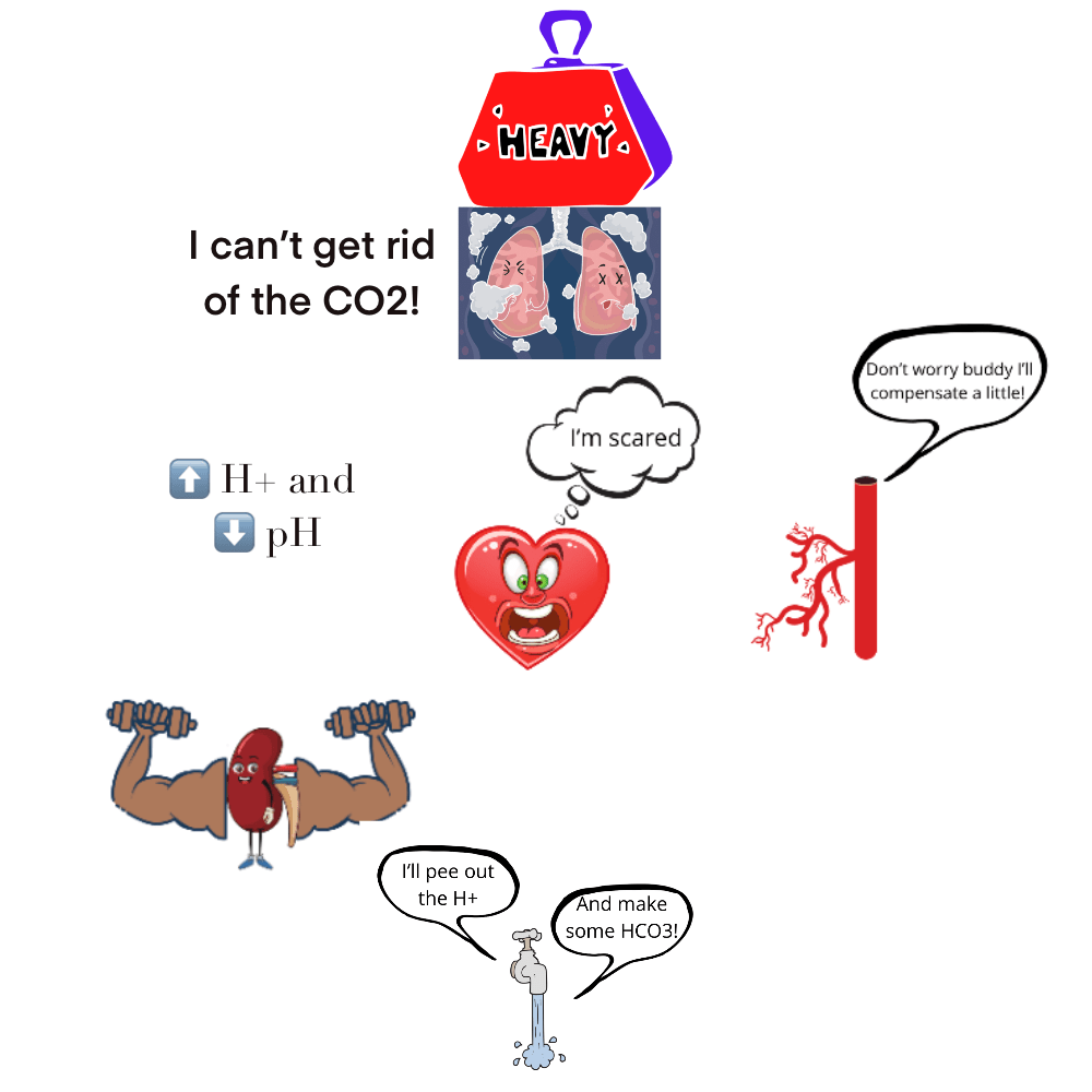 Respiratory Acidosis - The Med Book - Acute and Compensated