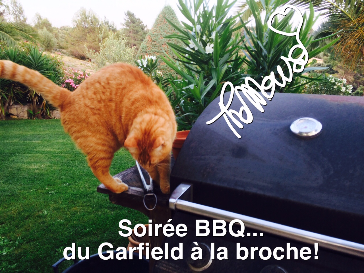 Vie de chat: du Garfield au barbecue! | La casa des re-belles