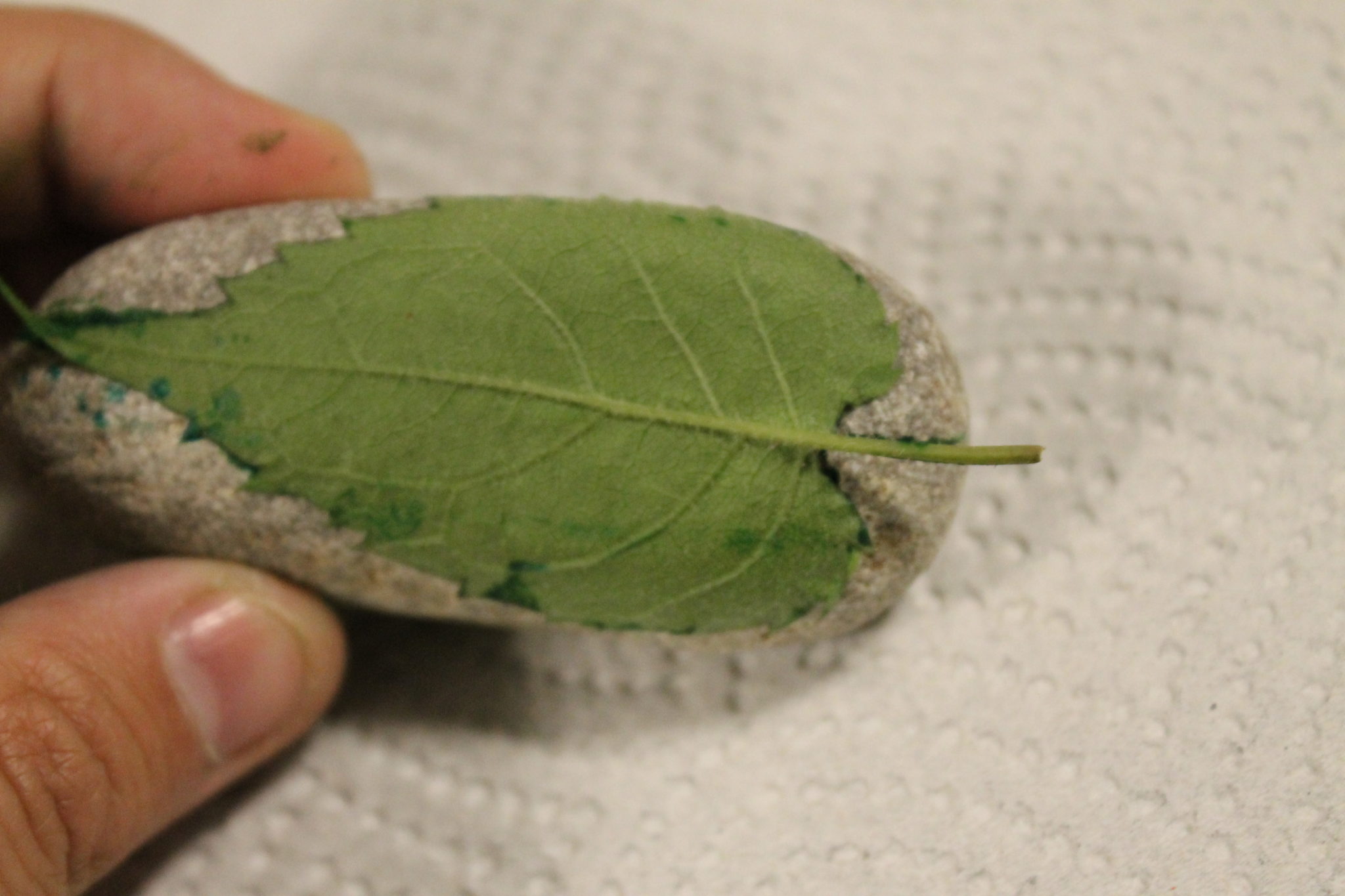 Nature Printed Rocks – The Pinterested Parent
