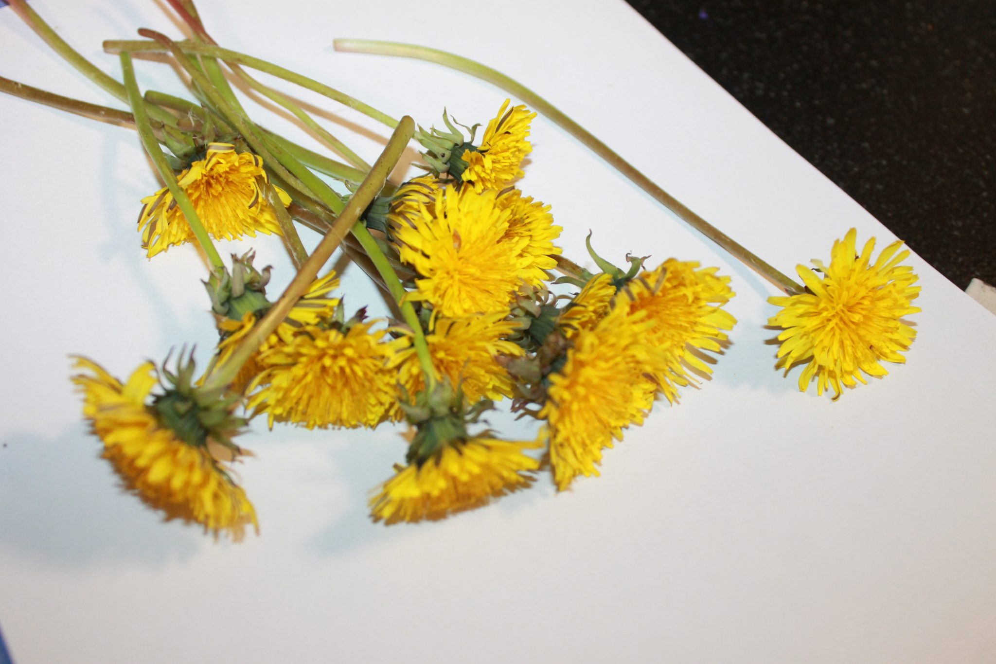 Dandelion Lions Nature Craft – The Pinterested Parent