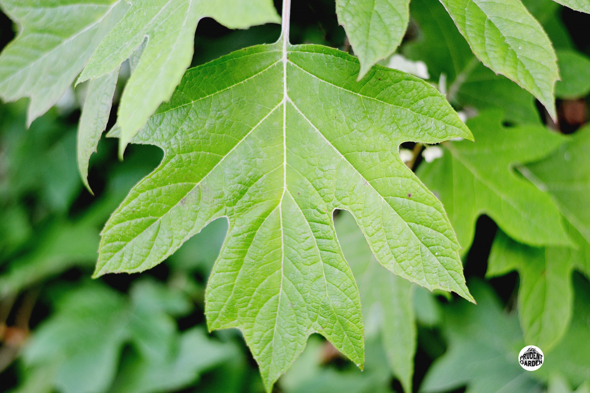 Oakleaf Hydrangea: Garden Landscape Feature