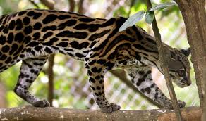Unusual Animal – Margay
