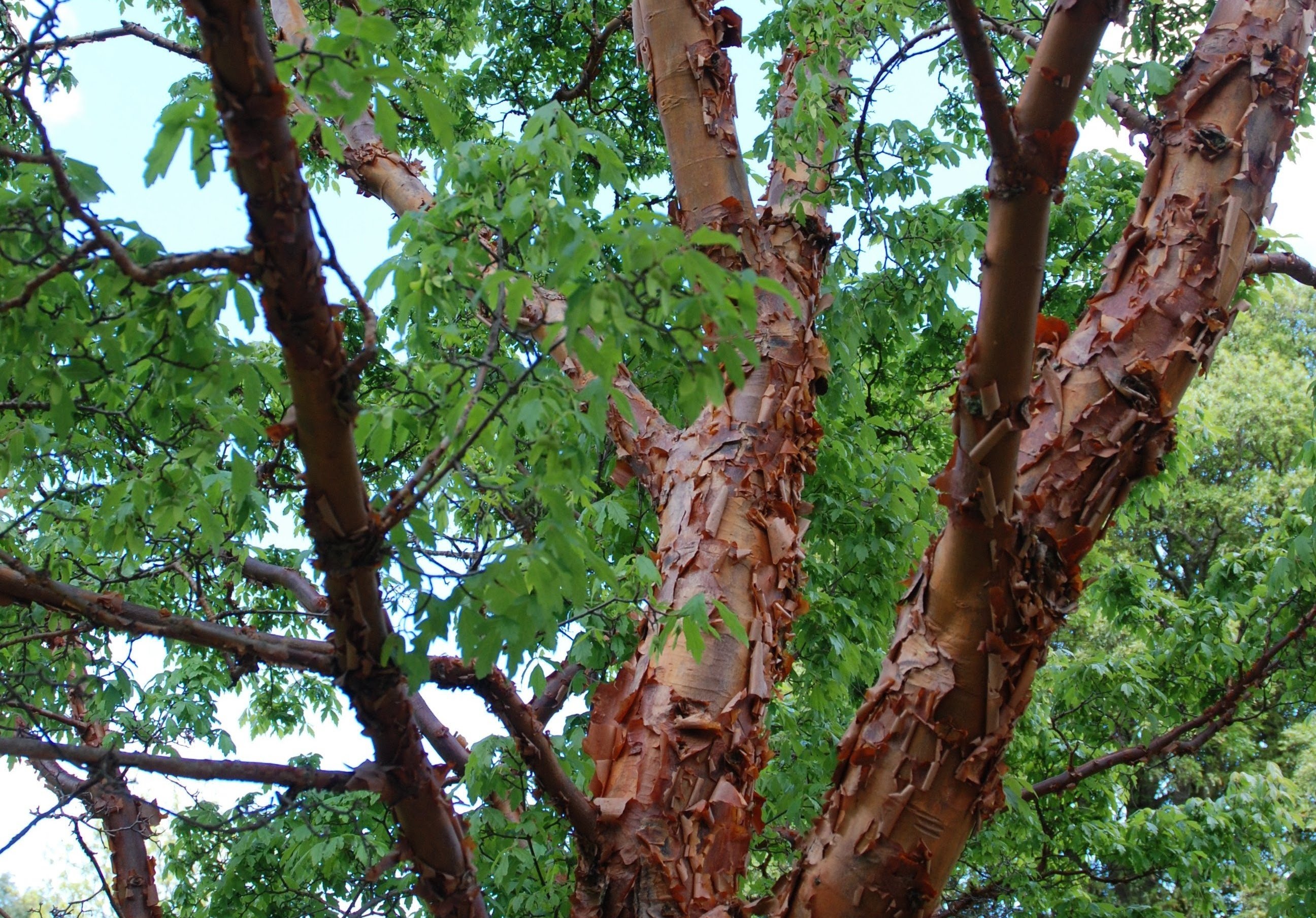 Top 10 Shrubs, Bushes, and Trees to Plant in your Garden this Winter ...