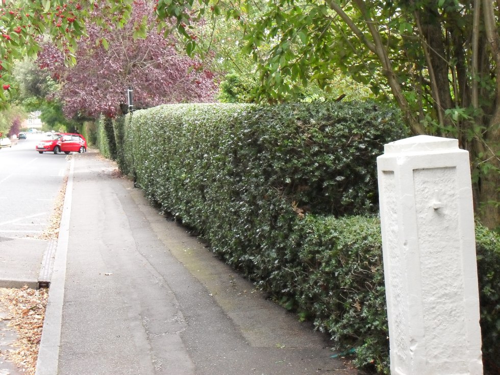 Hedge Trimming Tips Thomas Stone MCI Hort MPGCA hedge-trimming-tips-thomas-stone-mci-hort-mpgca
