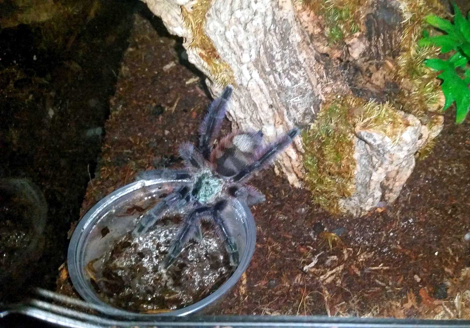Tarantula Controversies – Should You Give Tarantulas Water Dishes ...