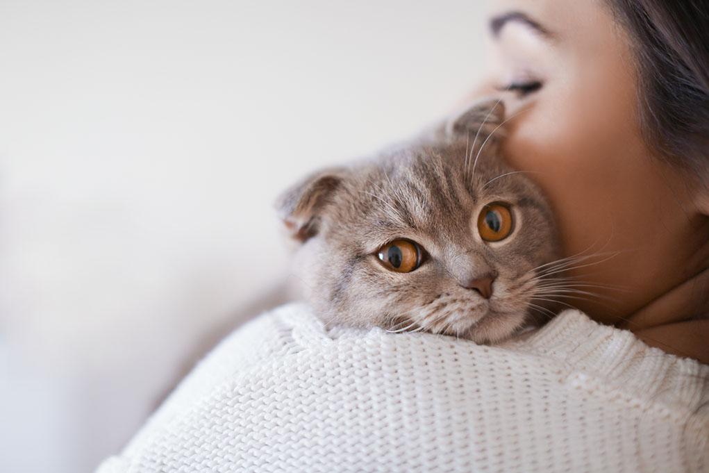 Things Only A Cat Owner Understands – Top Dog Tips