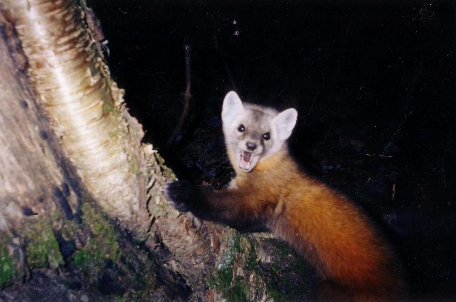 Marten - Trapping Today