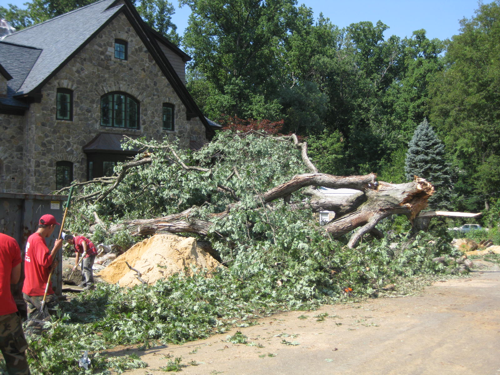 Storms and Trees: Are Trees Dangerous? | TreeStewards.org