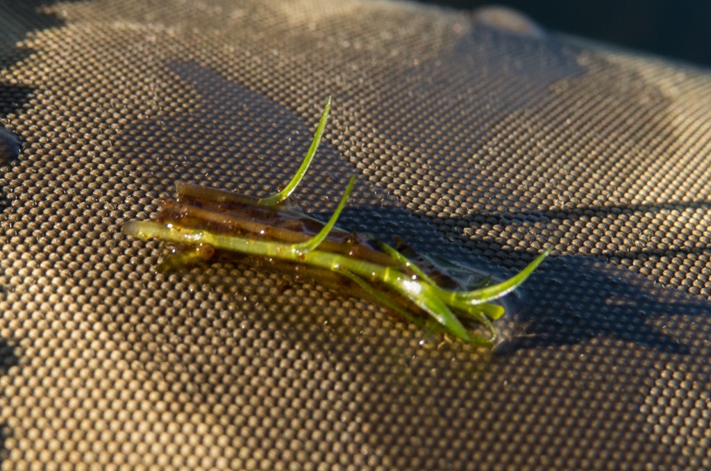 A case for the caddis | Truttablog
