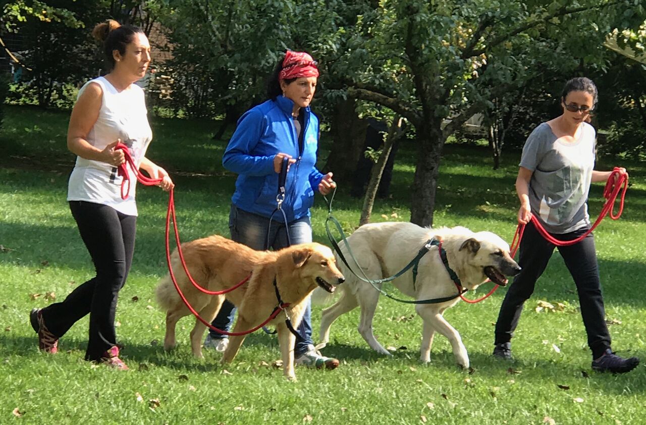 Tellington TTouch Method for Companion Animals (Dogs)