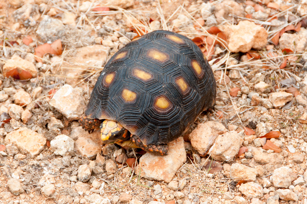 Island Tour; Barbuda — April 5, 2014 | Tusen Takk II