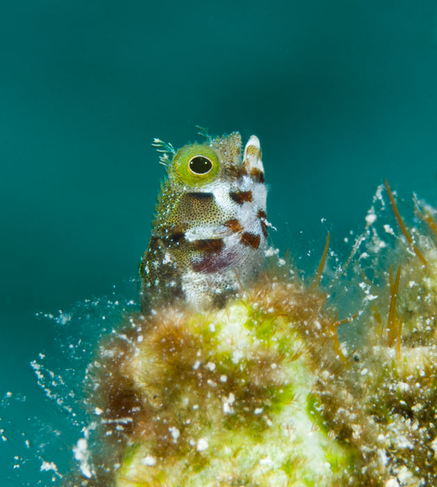 4-spinyhead | Tusen Takk II