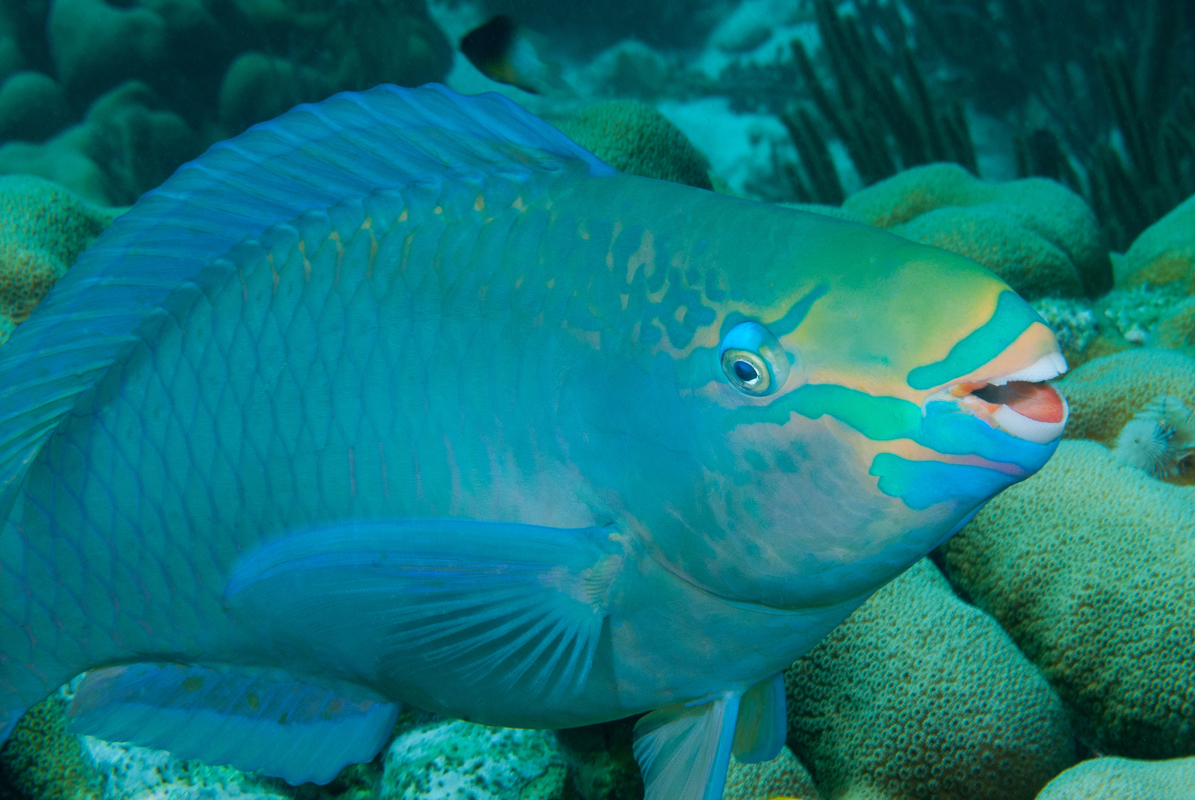 Queen_Parrotfish | Tusen Takk II