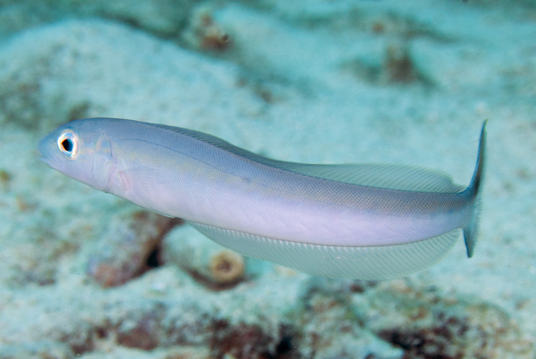 sand_tilefish-2 | Tusen Takk II