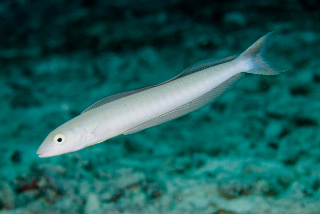 sand_tilefish | Tusen Takk II