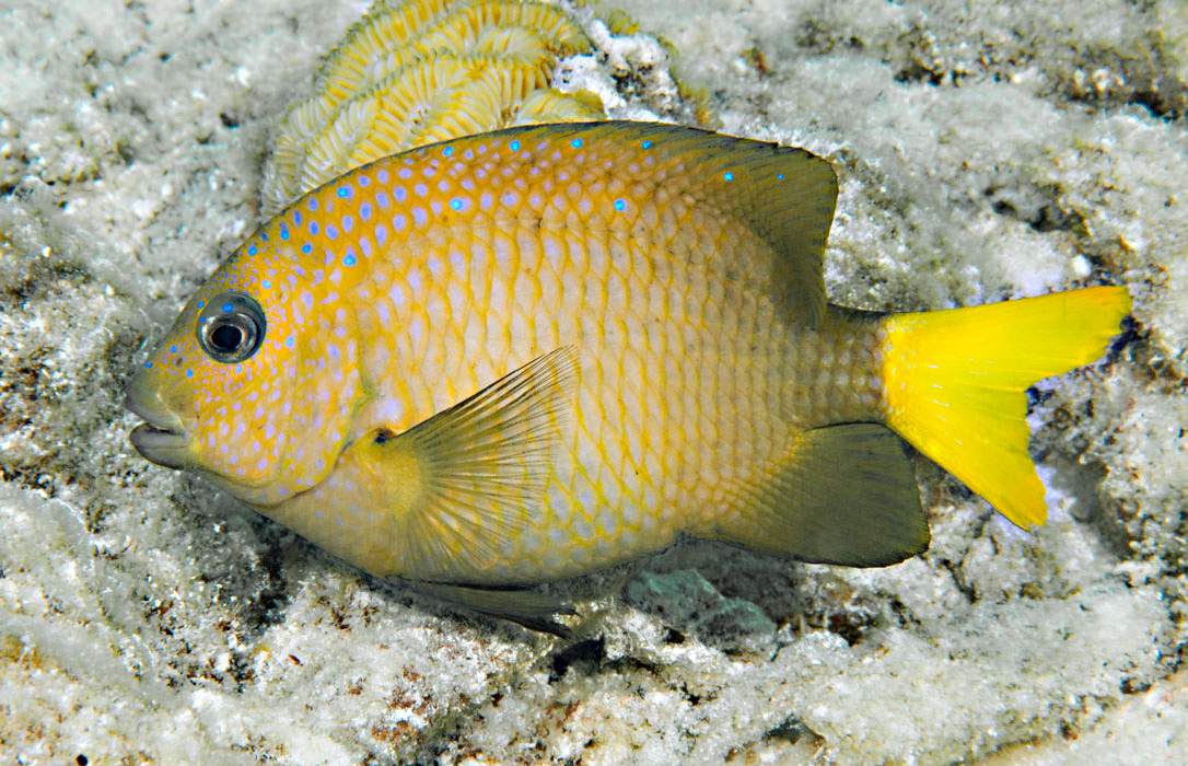 yellowtail_damsel-3 | Tusen Takk II