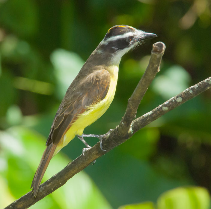 Great_Kiskadee | Tusen Takk II