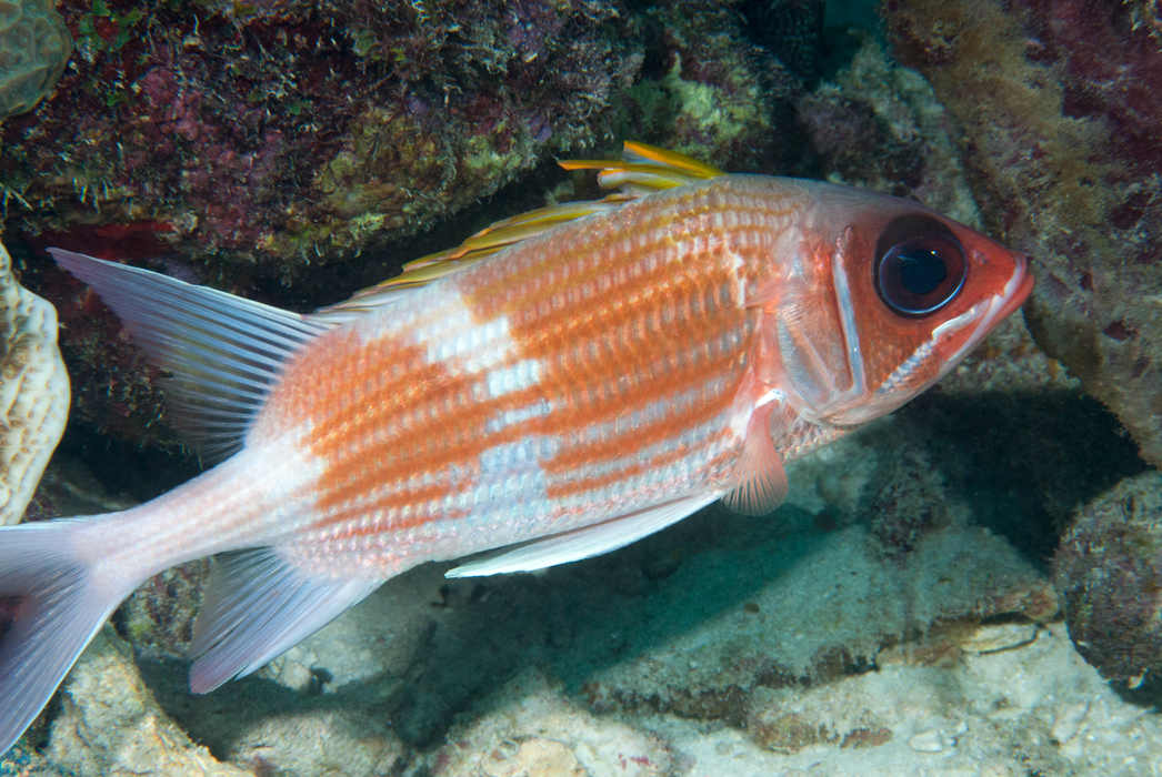 squirrelfish | Tusen Takk II