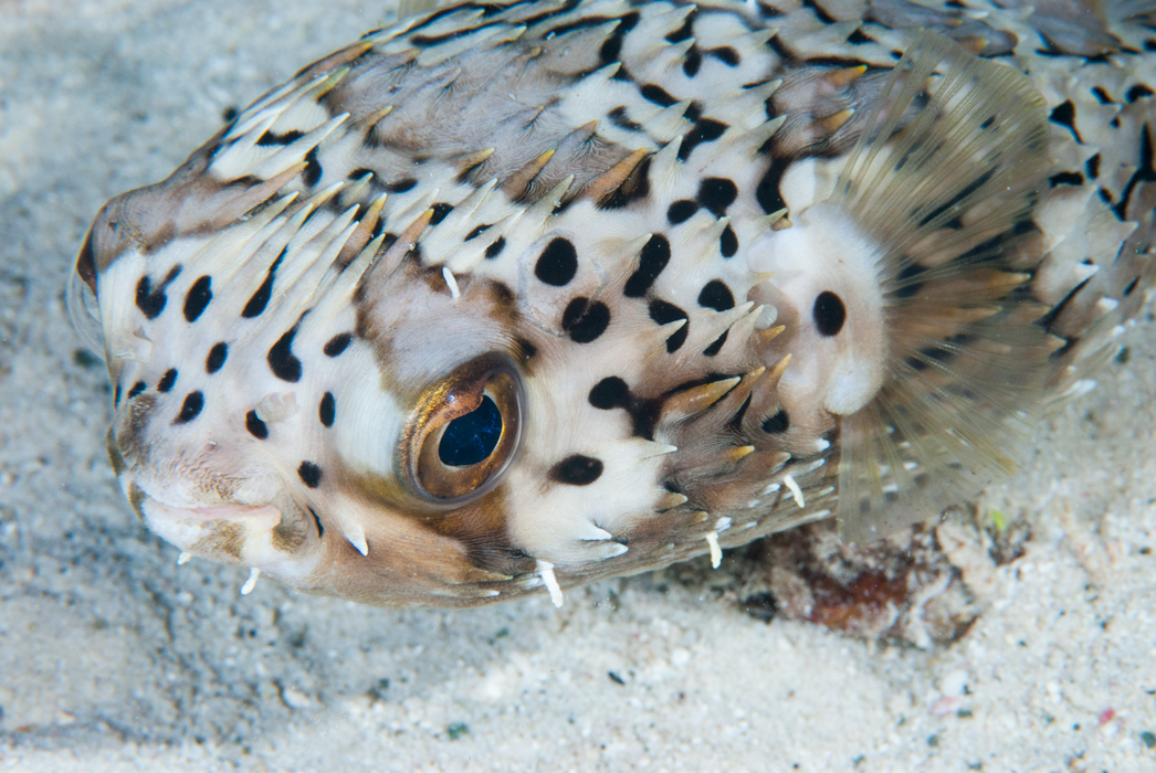 balloonfish-2 | Tusen Takk II