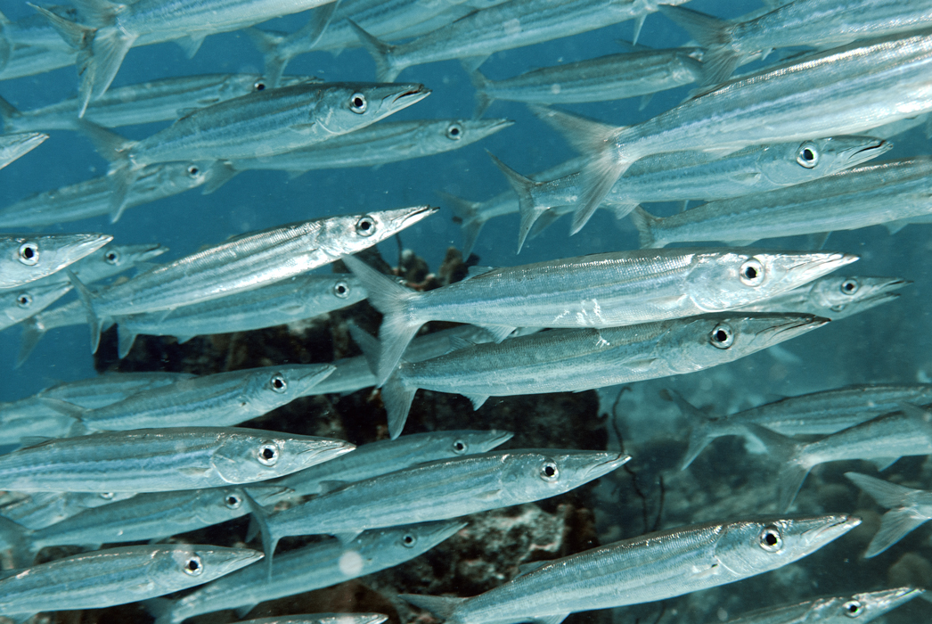 sennet-2 | Tusen Takk II