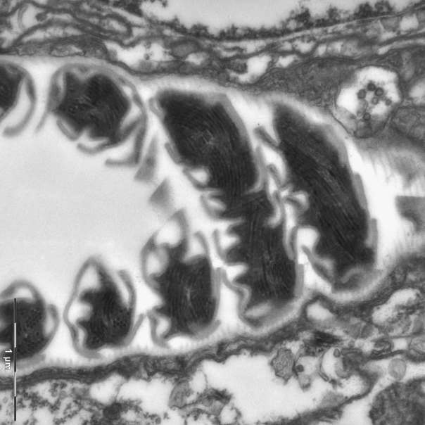 Los cnidocitos y la curiosidad: una historia de citología - ULUM