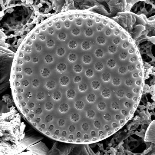 Muestrario de algas fitoplanctónicas IV. Diatomeas céntricas - ULUM
