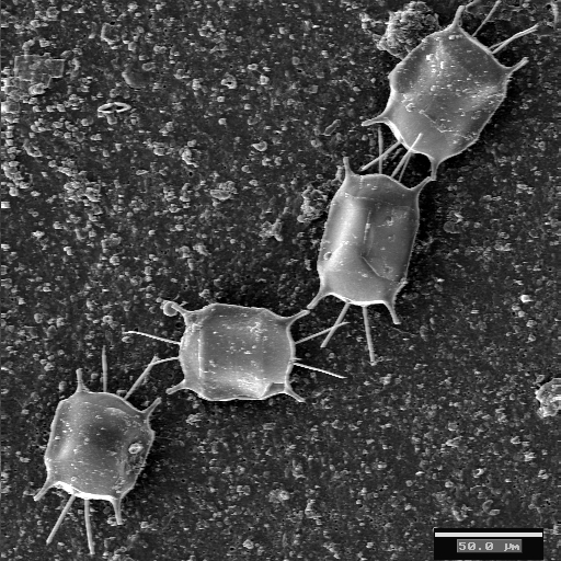 Muestrario de algas fitoplanctónicas IV. Diatomeas céntricas - ULUM