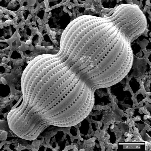 Muestrario de algas fitoplanctónicas V. Diatomeas pennadas - ULUM