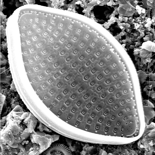 Muestrario de algas fitoplanctónicas V. Diatomeas pennadas - ULUM