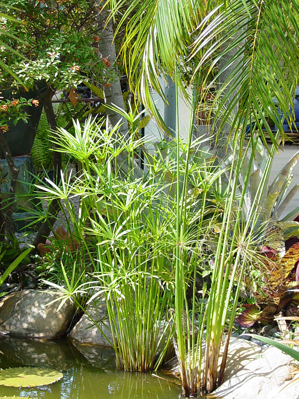 Papyrus Plant - Graceful Grasses Prince Tut Dwarf Egyptian Papyrus ...