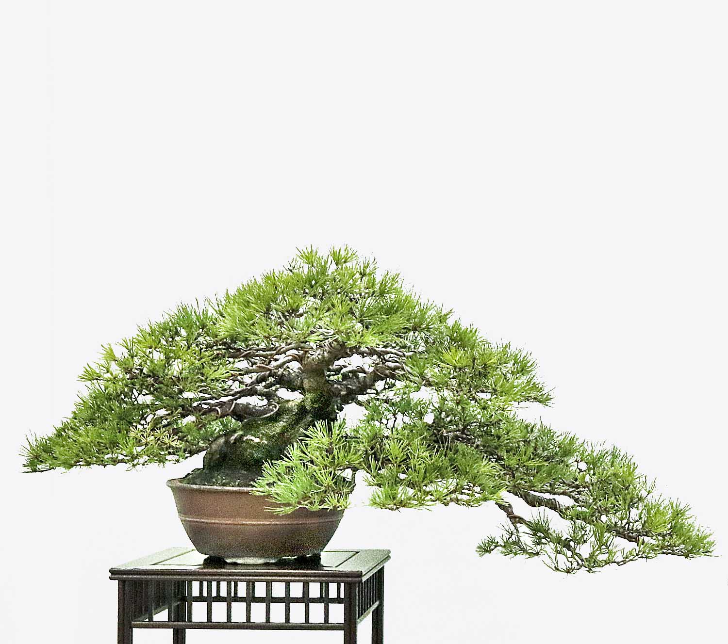 2015 Autumn Japan Bonsai Exploration– Part 3 – Valavanis Bonsai Blog