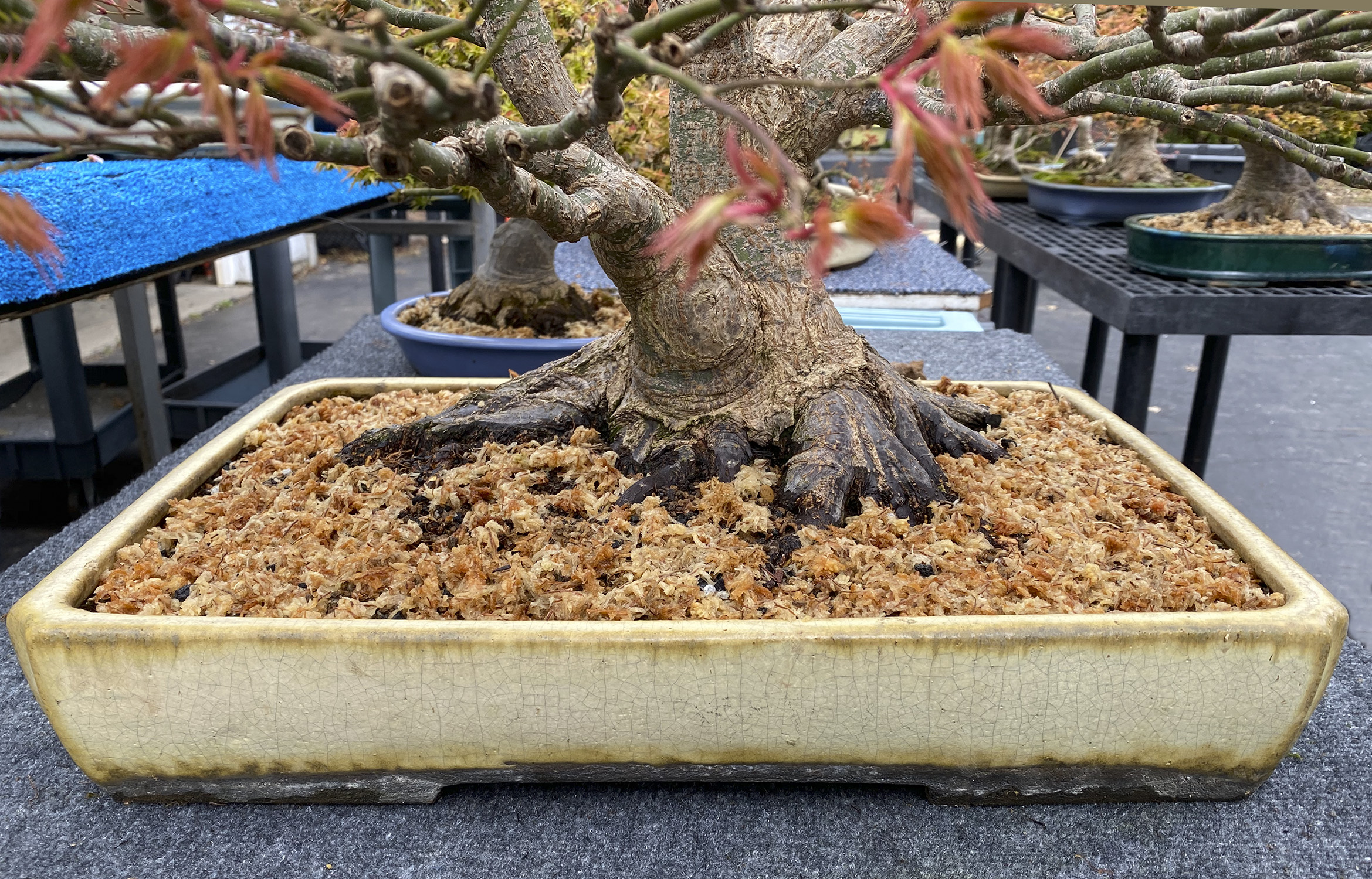 2020 Spring Beauty at the International Bonsai Arboretum – Valavanis ...