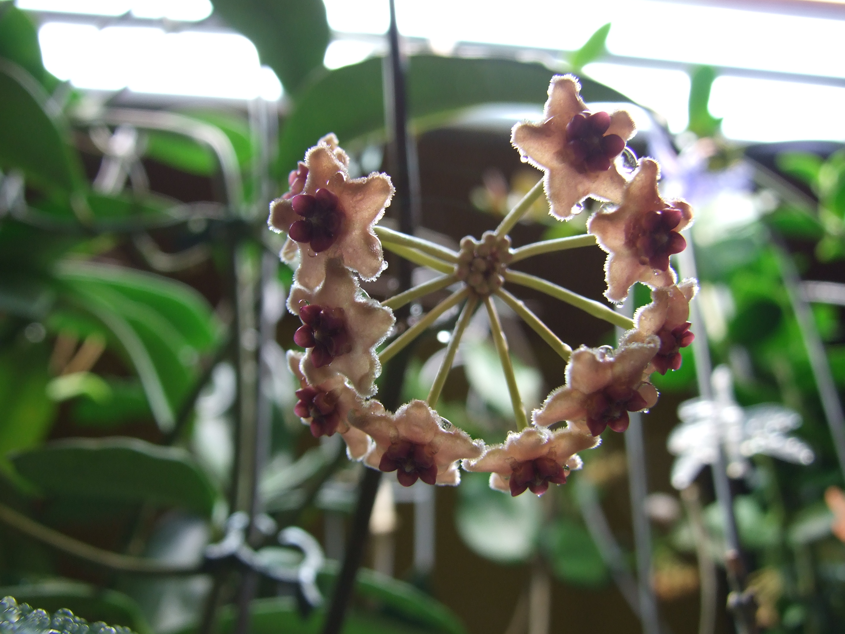 Hoya diversifolia | Vermont Hoyas