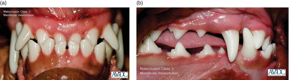 Occlusion and Orthodontics | Veterian Key