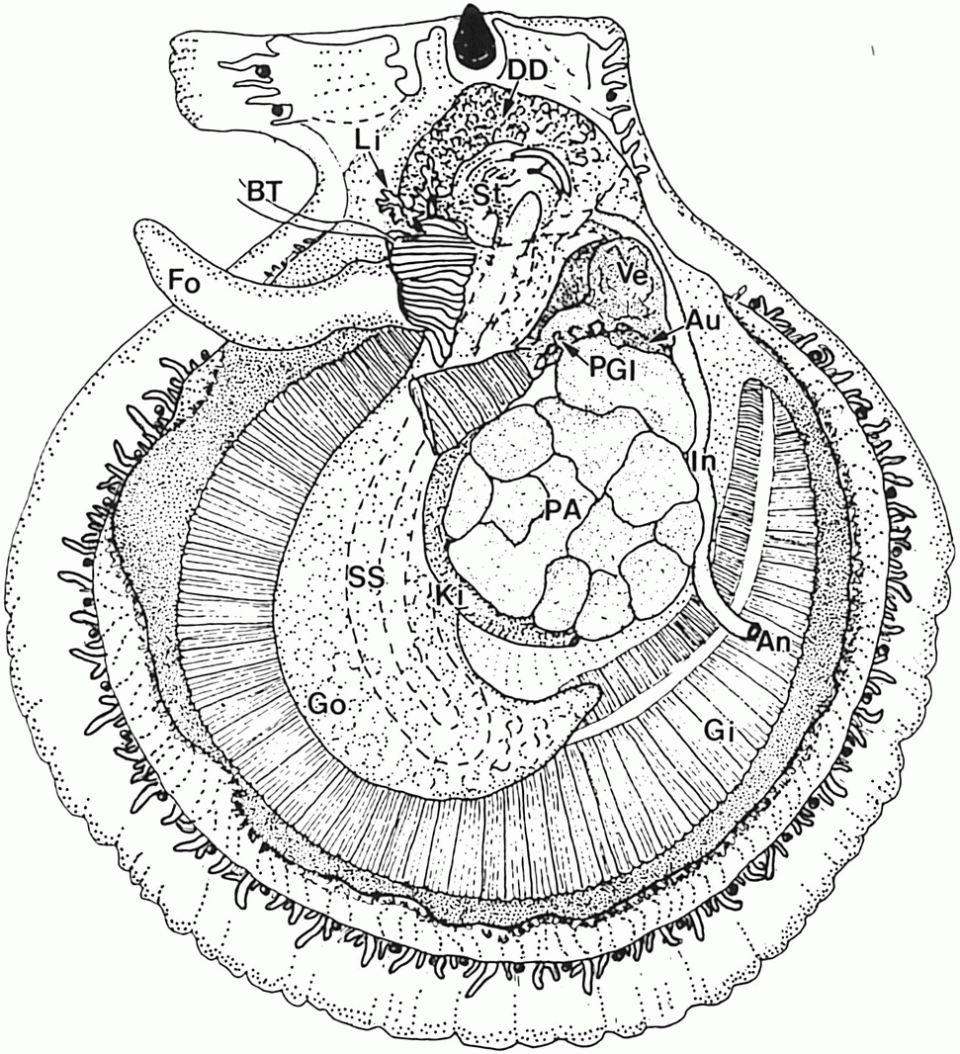 Mollusca | Veterian Key