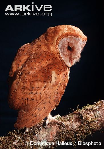 Madagascar’s Red Owl: Real or Hoaxed