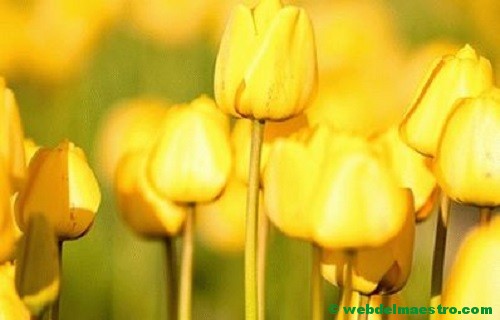 Simbología de los colores - Web del maestro