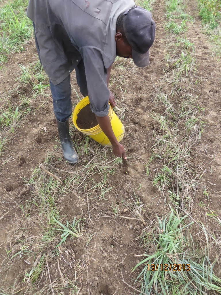 Scratch – Dibble – Slash – Weed – Harvest (SOYA)