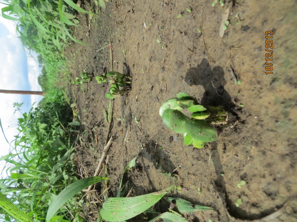 Scratch – Dibble – Slash – Weed – Harvest (SOYA)