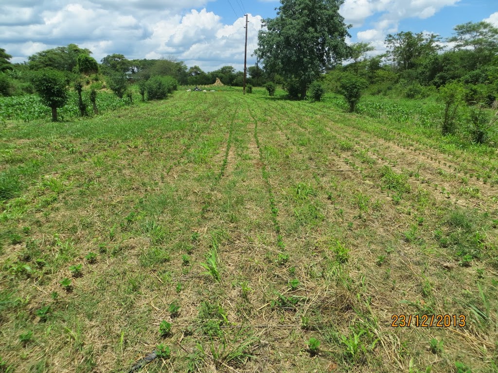 Scratch – Dibble – Slash – Weed – Harvest (SOYA)