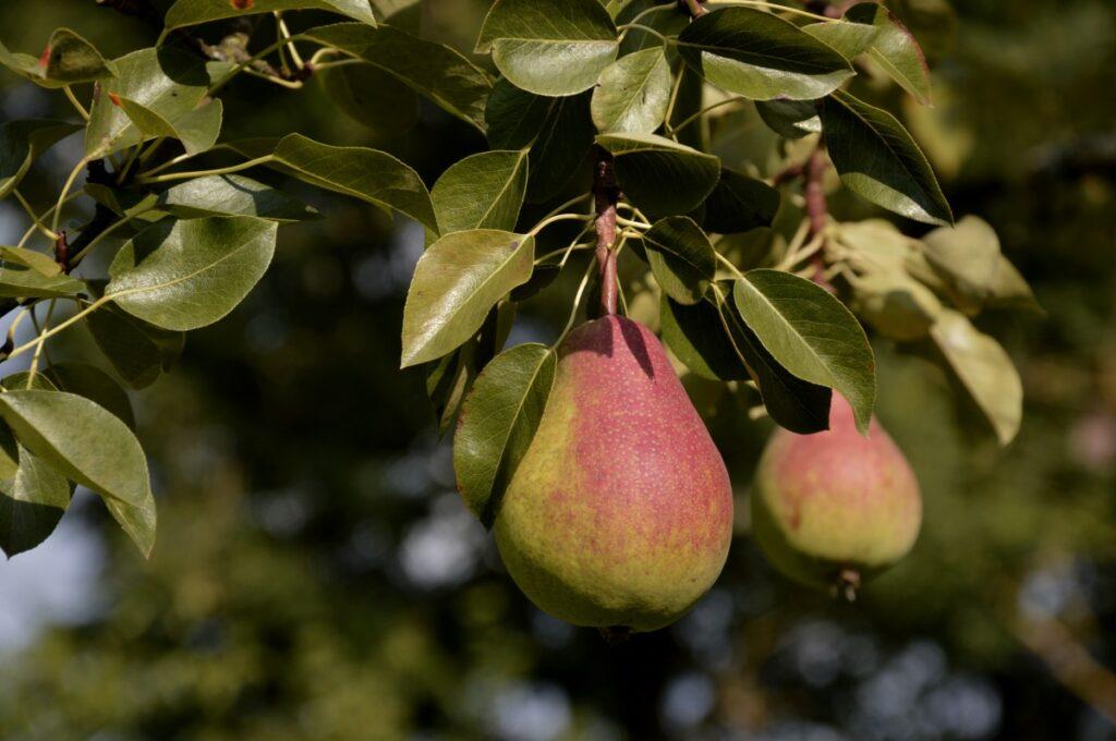 Beneficios de la pera, fruta nutritiva y de suave dulzor
