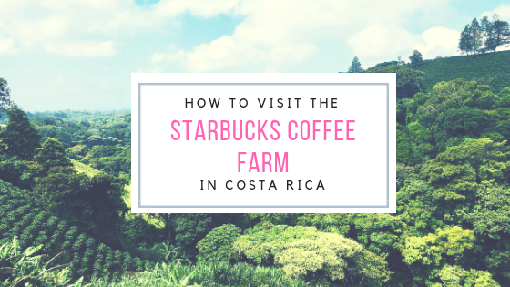 How to Visit the Starbucks Coffee Farm- The Adventuring Millennial