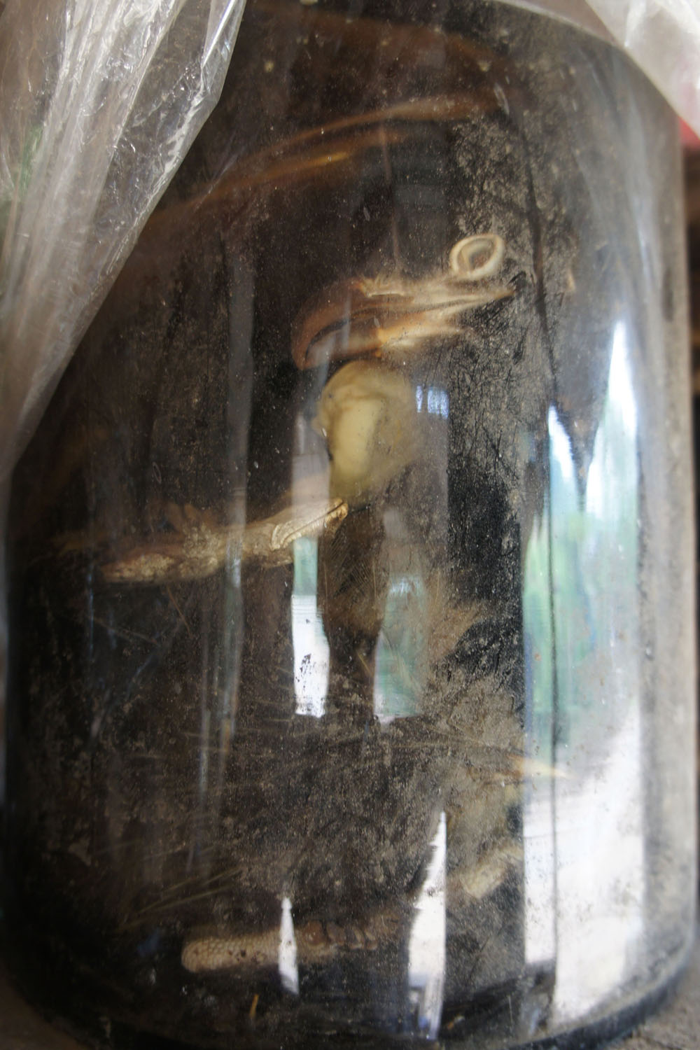 8 Bizarre Drinks From Around the World Article Cats